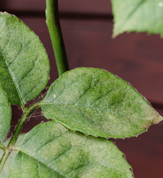 Early Signs of Spider Mites | Strobert Tree Services