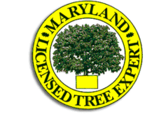 A Guide to Delaware's Native Trees | Strobert Tree Services