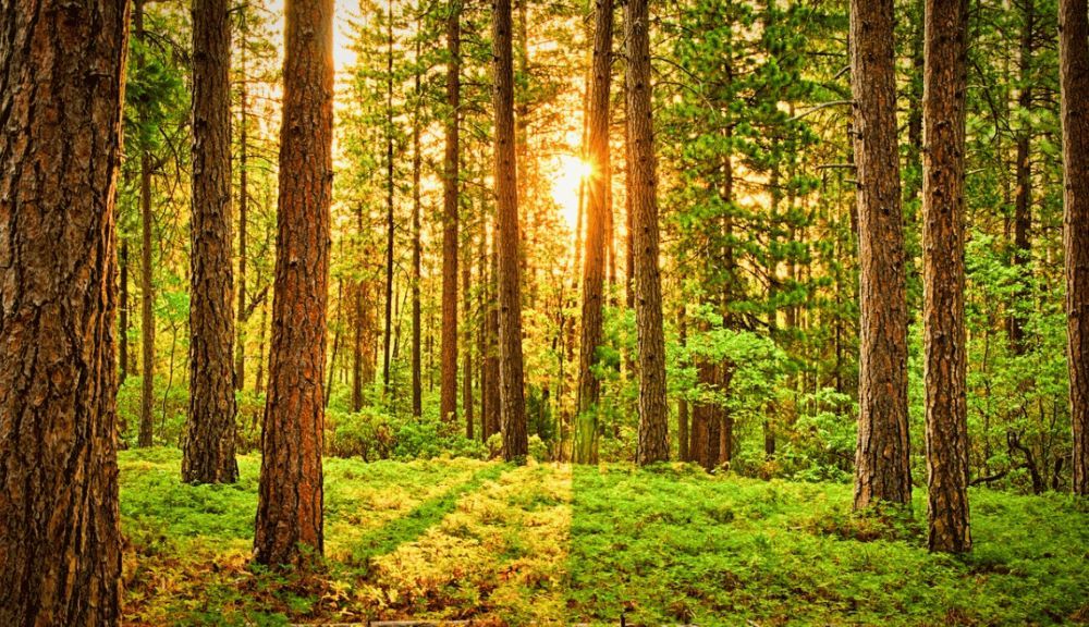 A Guide to Delaware's Native Trees | Strobert Tree Services