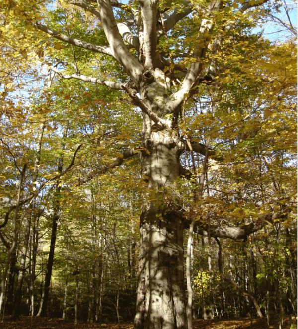 A Guide to Delaware's Native Trees | Strobert Tree Services