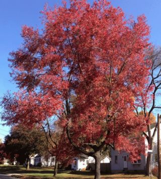A Guide to Delaware's Native Trees | Strobert Tree Services