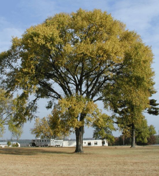 A Guide to Delaware's Native Trees | Strobert Tree Services