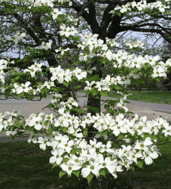 A Guide to Delaware's Native Trees | Strobert Tree Services