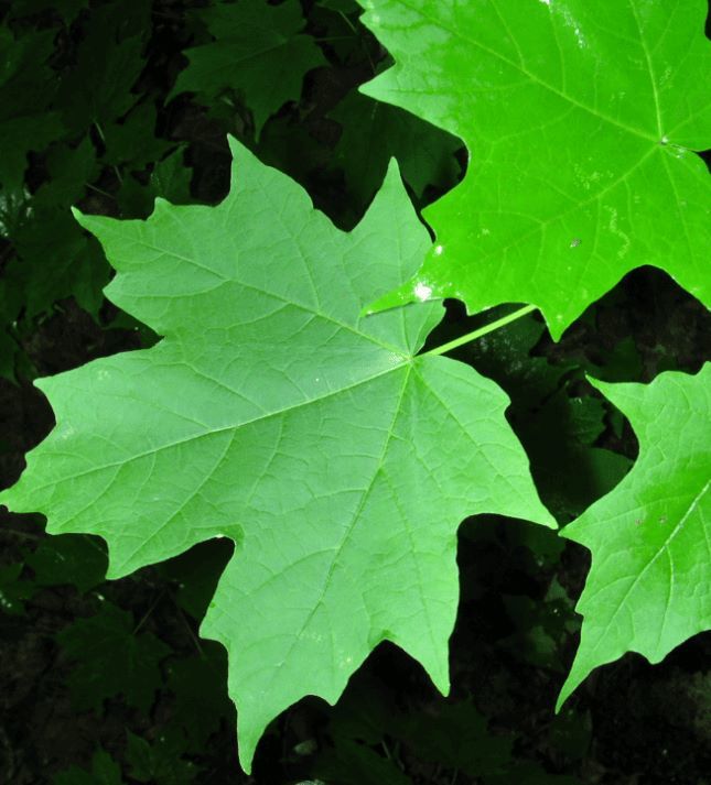 A Guide to Delaware's Native Trees | Strobert Tree Services