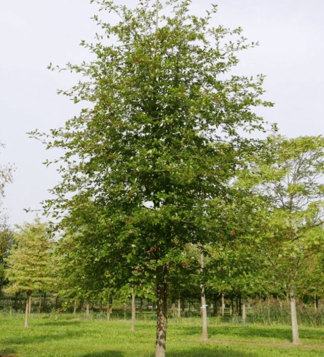A Guide to Delaware's Native Trees | Strobert Tree Services
