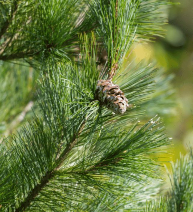 A Guide to Delaware's Native Trees | Strobert Tree Services