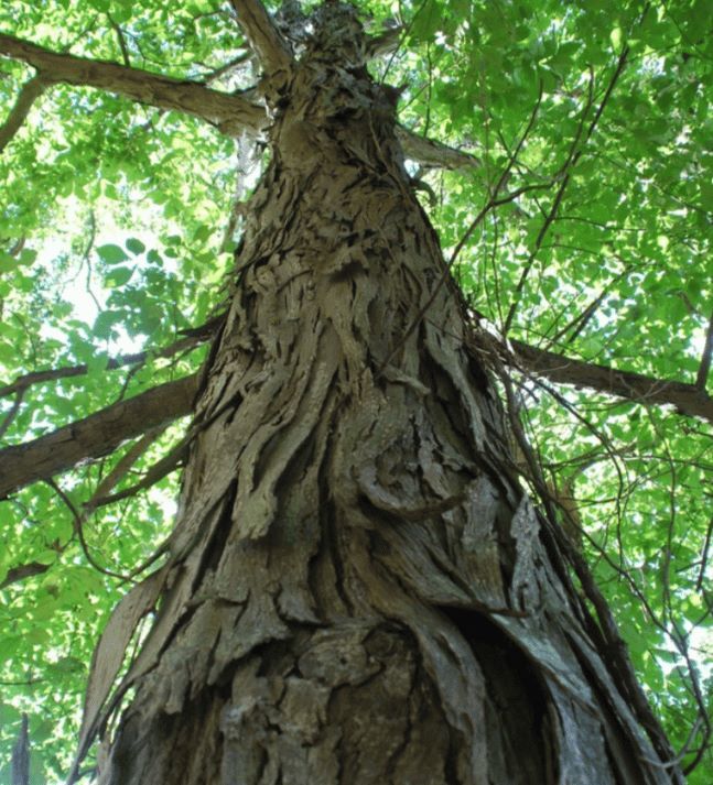 A Guide to Delaware's Native Trees | Strobert Tree Services