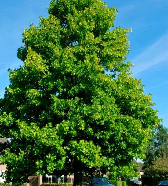 A Guide to Delaware's Native Trees | Strobert Tree Services