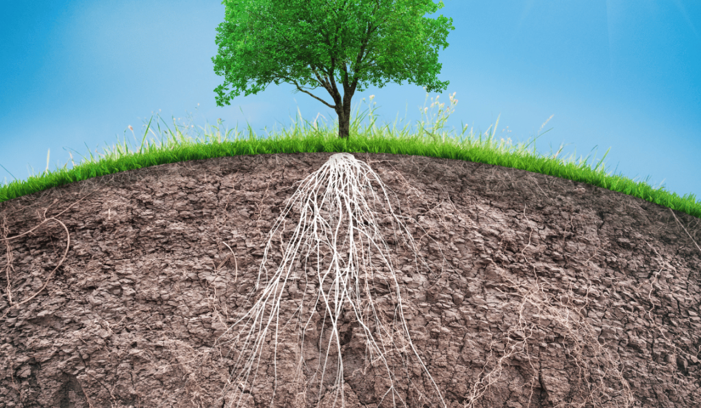 Deep Root Fertilization | Strobert Tree Services