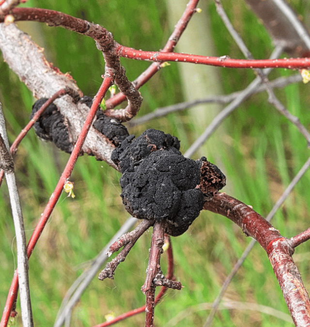 Black Fungus on Trees | Strobert Tree Services