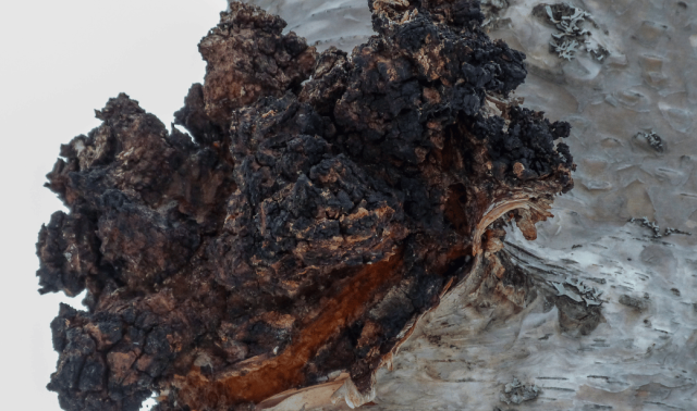 Black Fungus on Trees | Strobert Tree Services