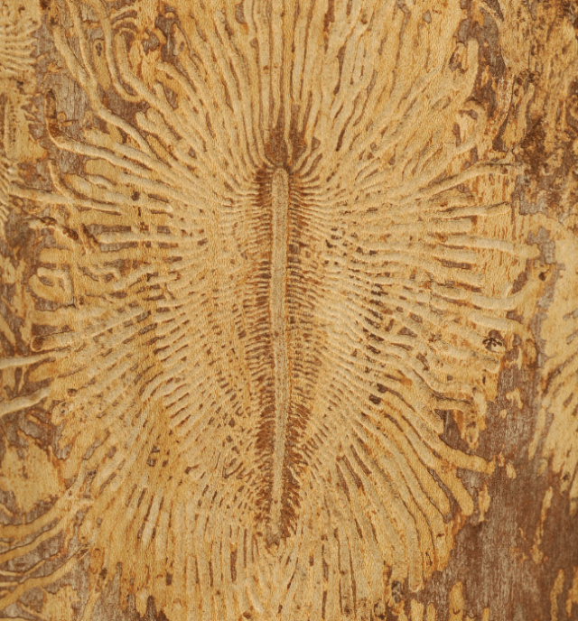 Borers in Trees | Strobert Tree Services
