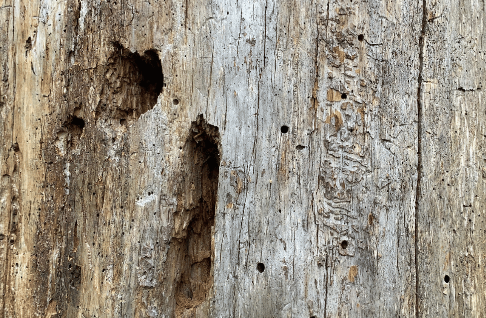 Borers in Trees | Strobert Tree Services