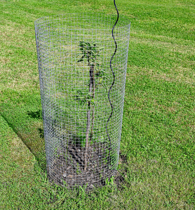 Tree Protection | Strobert Tree Services