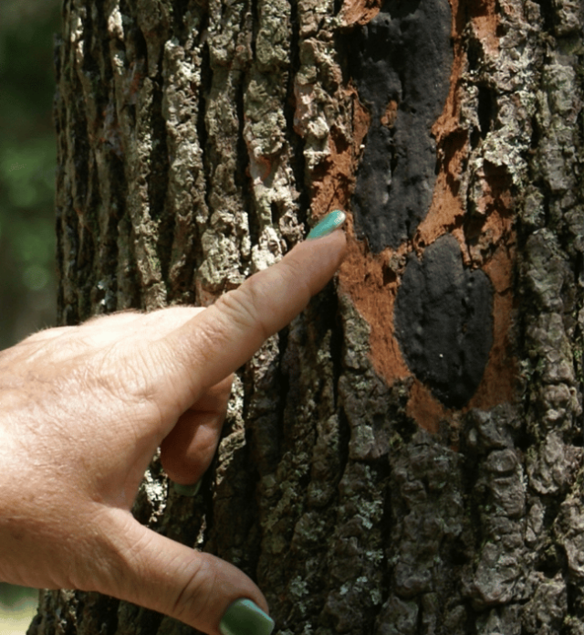 Tree Diseases in Delaware | Strobert Tree Services