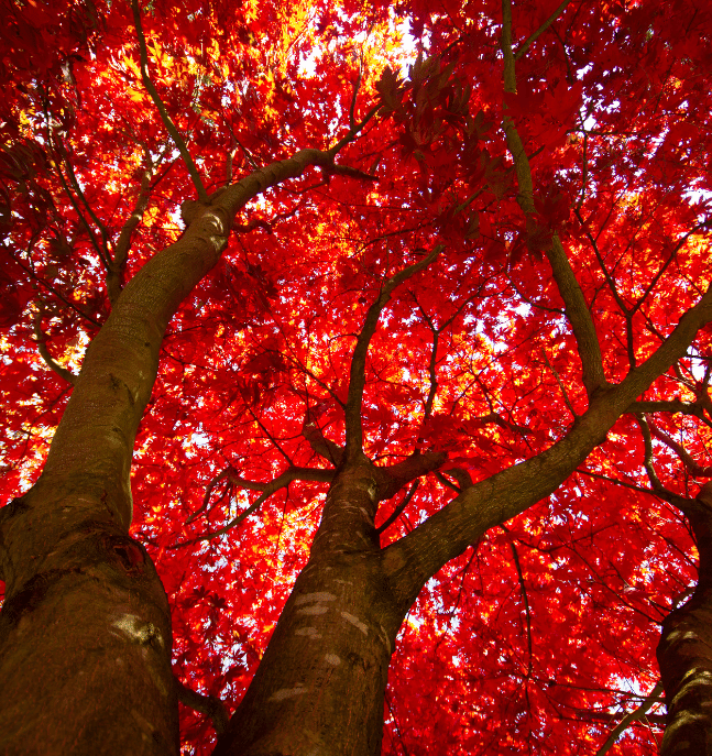 A Guide to Delaware's Native Trees | Strobert Tree Services