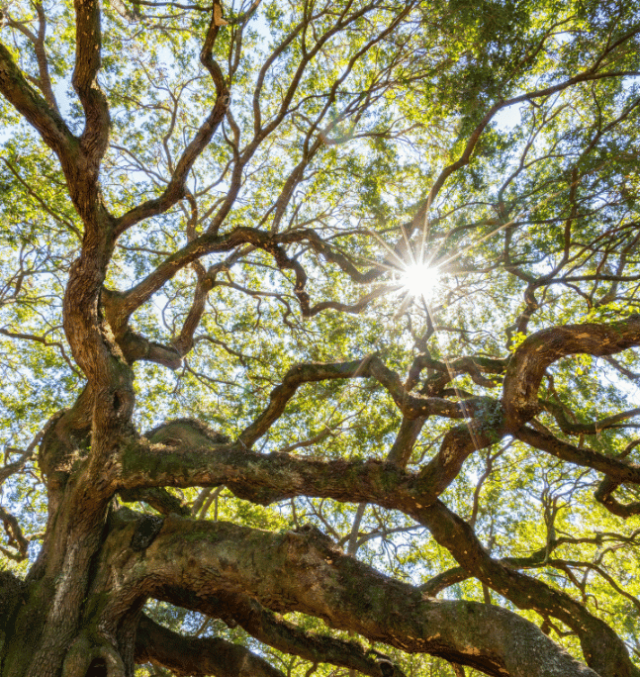 A Guide to Delaware's Native Trees | Strobert Tree Services