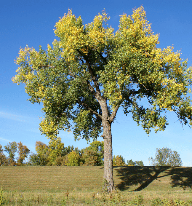 A Guide to Delaware's Native Trees | Strobert Tree Services