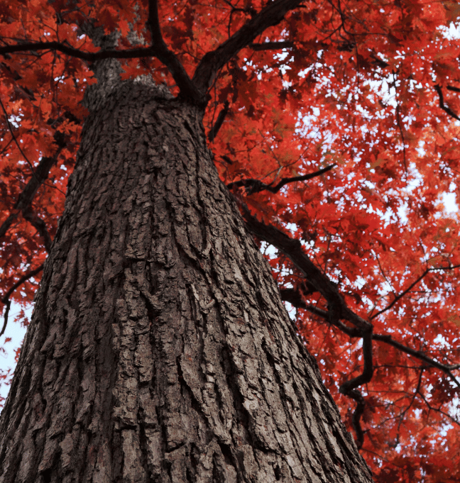 A Guide to Delaware's Native Trees | Strobert Tree Services