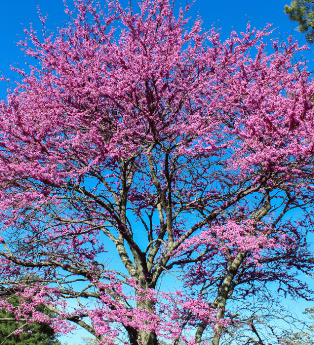 A Guide to Delaware's Native Trees | Strobert Tree Services