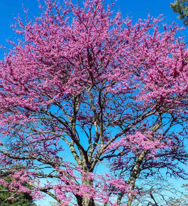 A Guide to Delaware's Native Trees | Strobert Tree Services