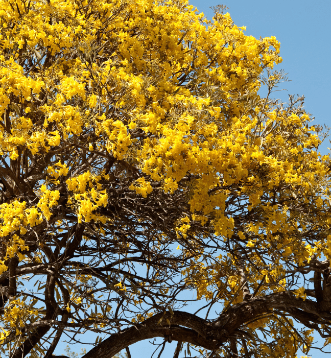 A Guide to Delaware's Native Trees | Strobert Tree Services