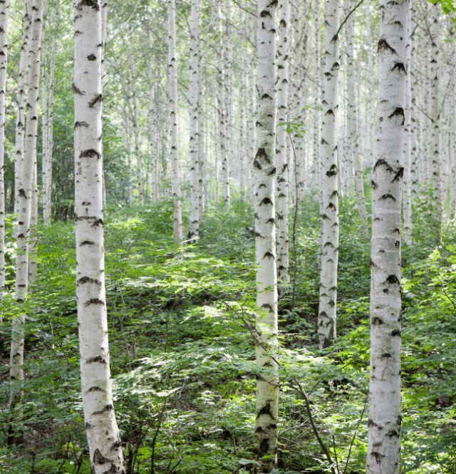 A Guide to Delaware's Native Trees | Strobert Tree Services