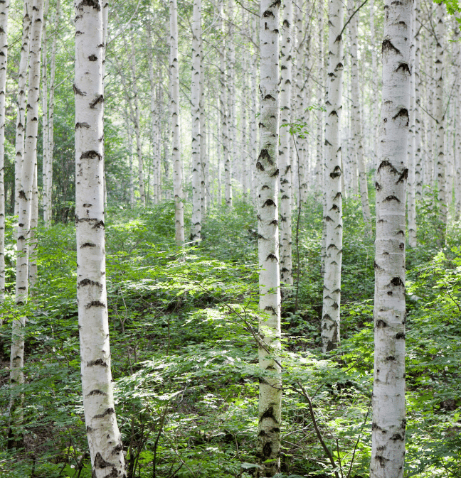 A Guide to Delaware's Native Trees | Strobert Tree Services