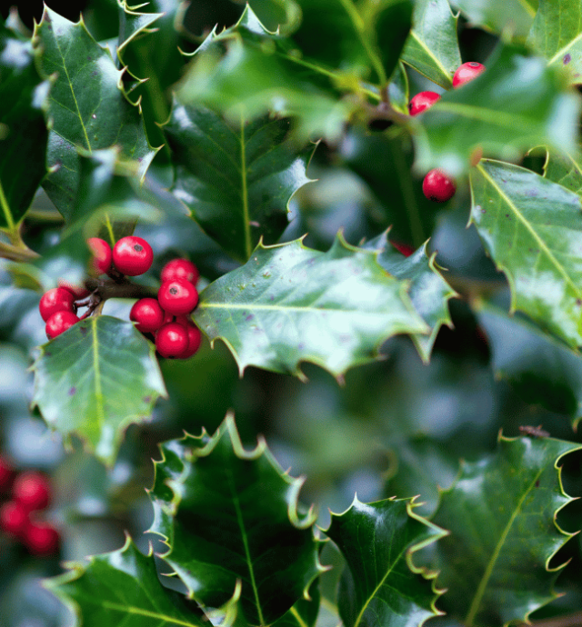 A Guide to Delaware's Native Trees | Strobert Tree Services