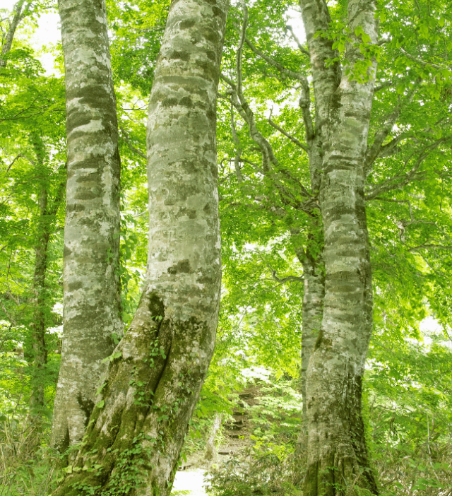 A Guide to Delaware's Native Trees | Strobert Tree Services