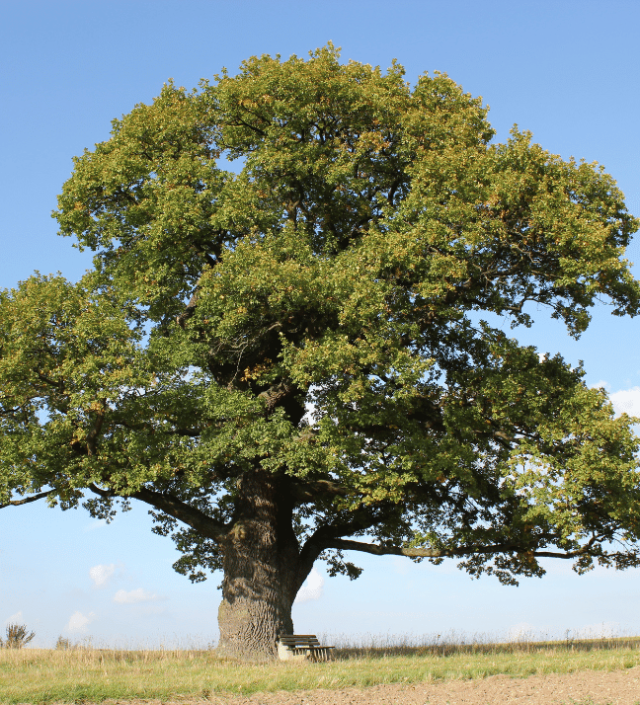 A Guide to Delaware's Native Trees | Strobert Tree Services