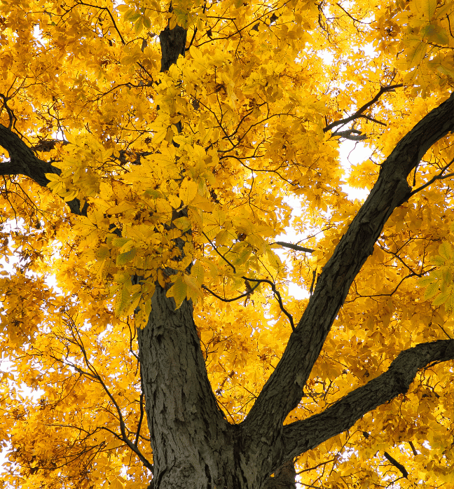A Guide to Delaware's Native Trees | Strobert Tree Services