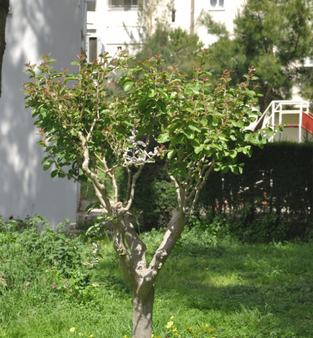 A Guide to Delaware's Native Trees | Strobert Tree Services