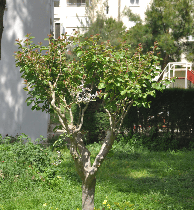 A Guide to Delaware's Native Trees | Strobert Tree Services