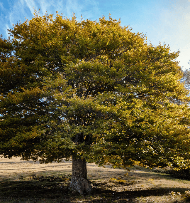 A Guide to Delaware's Native Trees | Strobert Tree Services