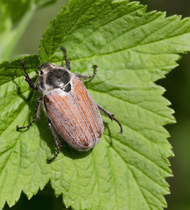 Thousand Canker Disease | Strobert Tree Services