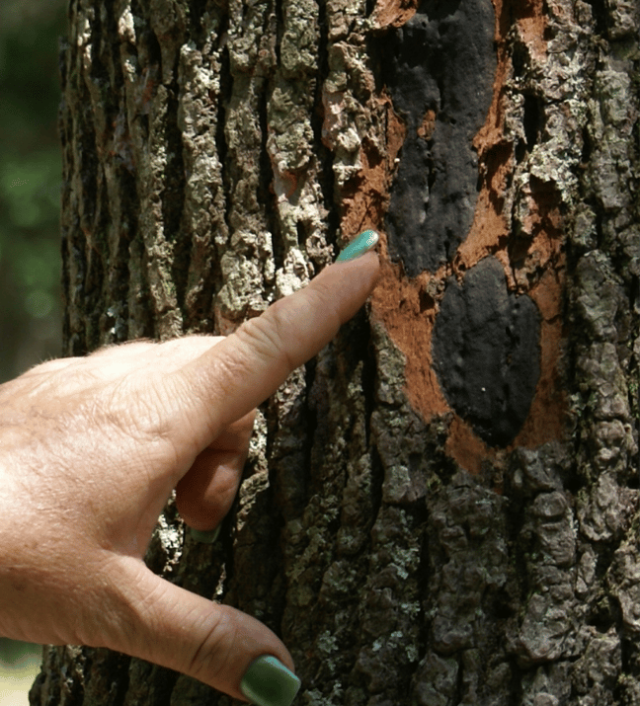 Thousand Canker Disease | Strobert Tree Services