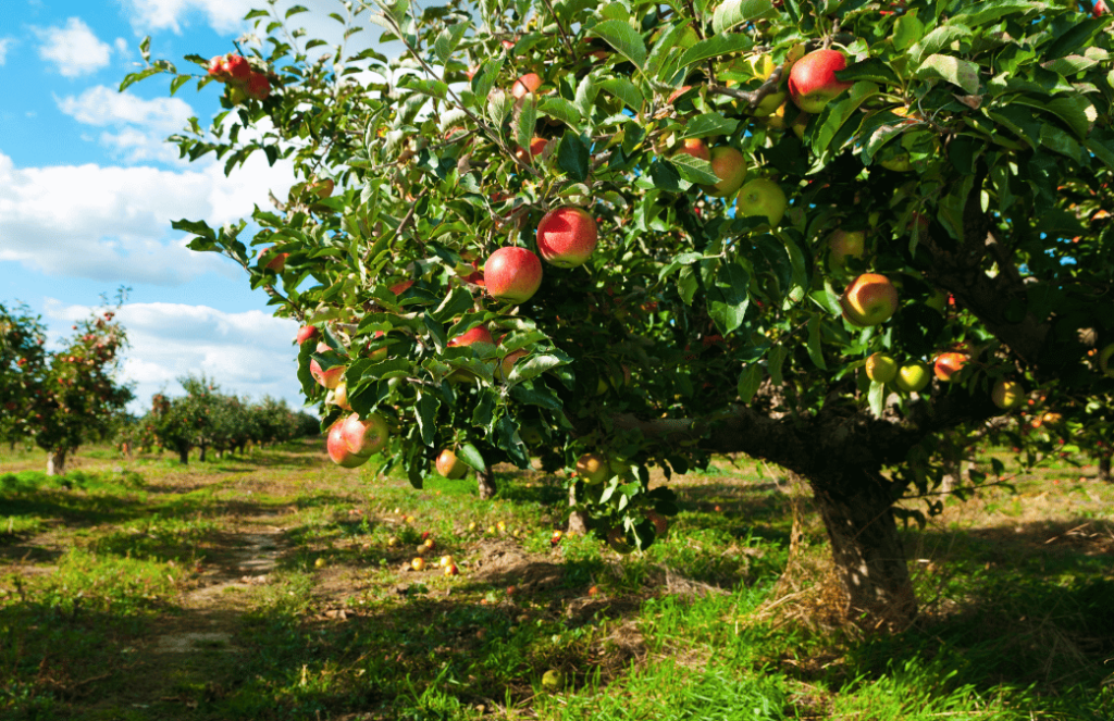 Fertilizing Apple Trees | Strobert Tree Services