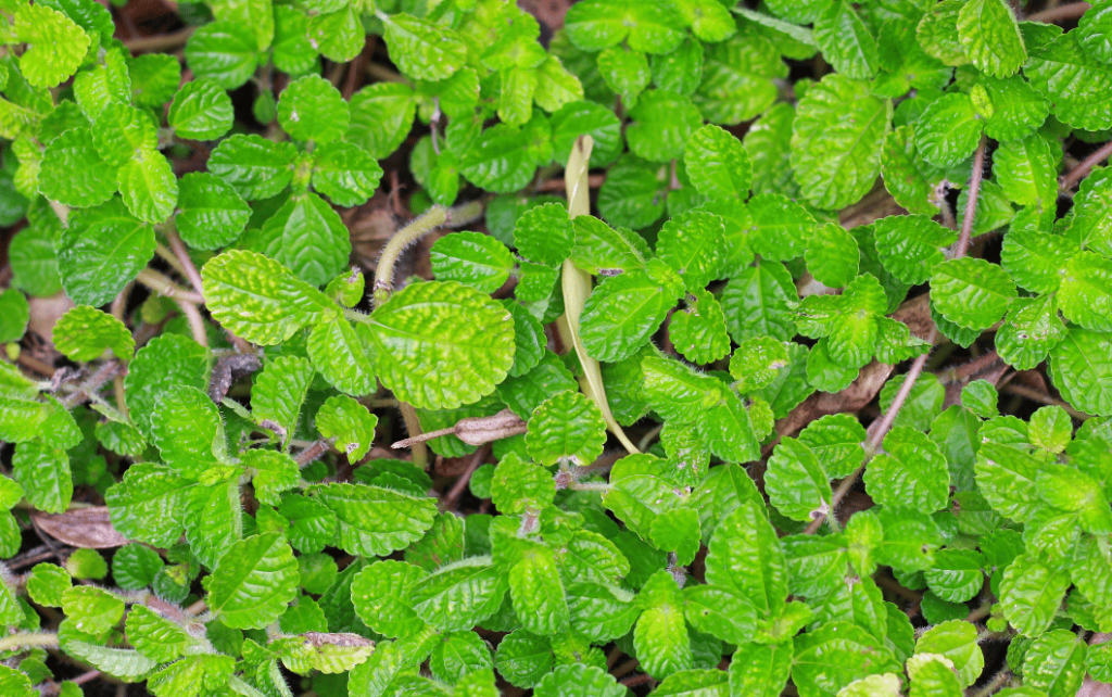 How to Get Rid of Creeping Charlie | Strobert Tree Services