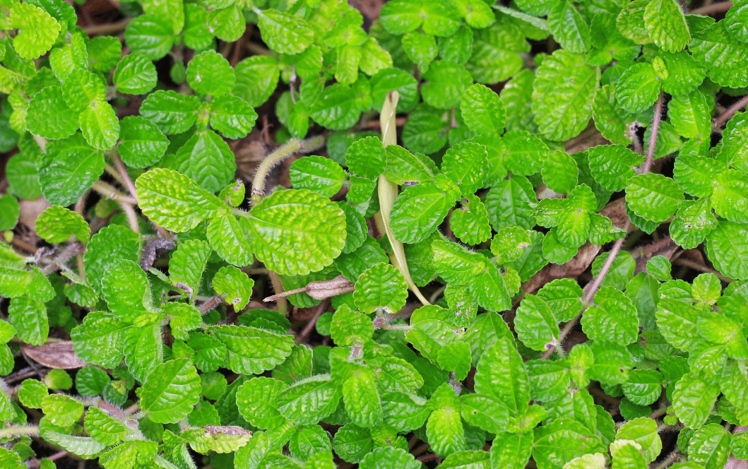 How to Get Rid of Creeping Charlie | Strobert Tree Services