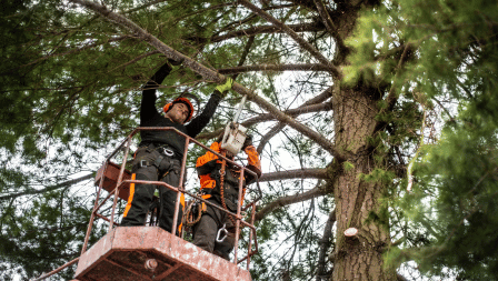Strobert Tree Services | Tree Care Company in Delaware