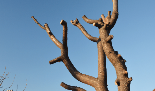 Bad Pruning Cuts | Strobert Tree Services