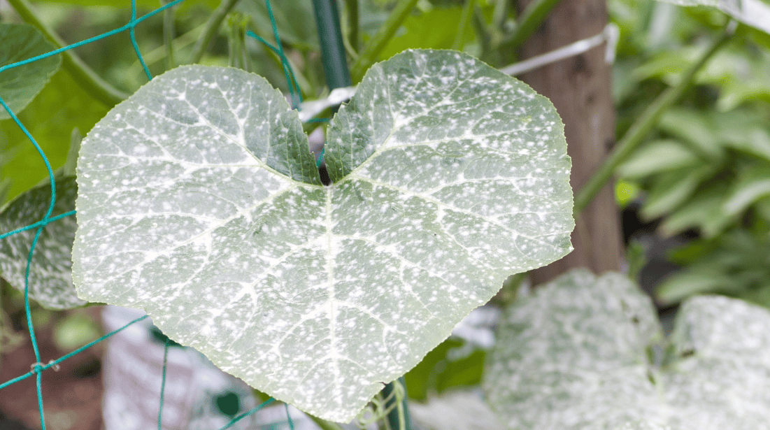 White Fuzzy Stuff on Plants | Strobert Tree Services