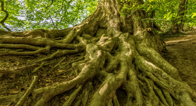 Trees with Non-Invasive Roots | Strobert Tree Services