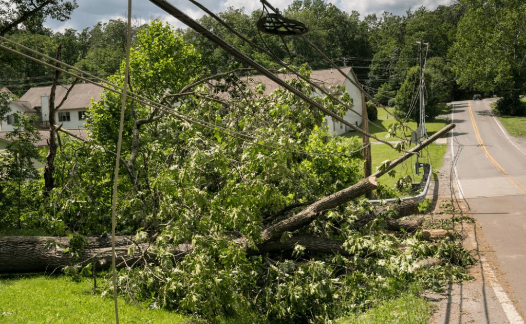 Who is Responsible For Tree Limbs on Power Lines | Strobert Tree Services