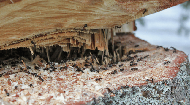 Can Ants Kill a Tree? | Strobert Tree Services