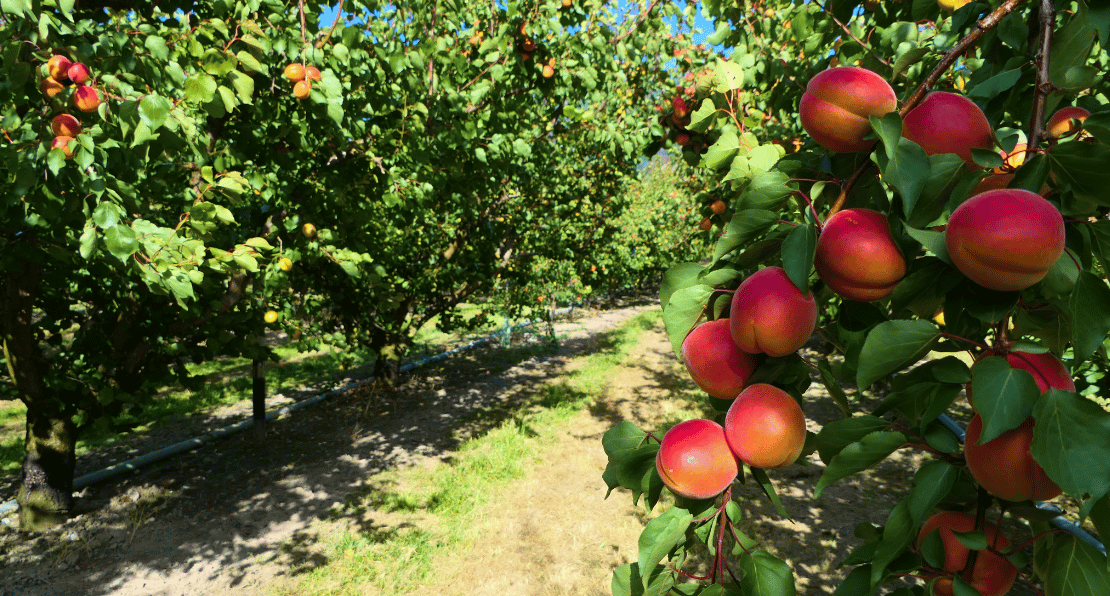 How to Prune an Apricot Tree | Strobert Tree Services