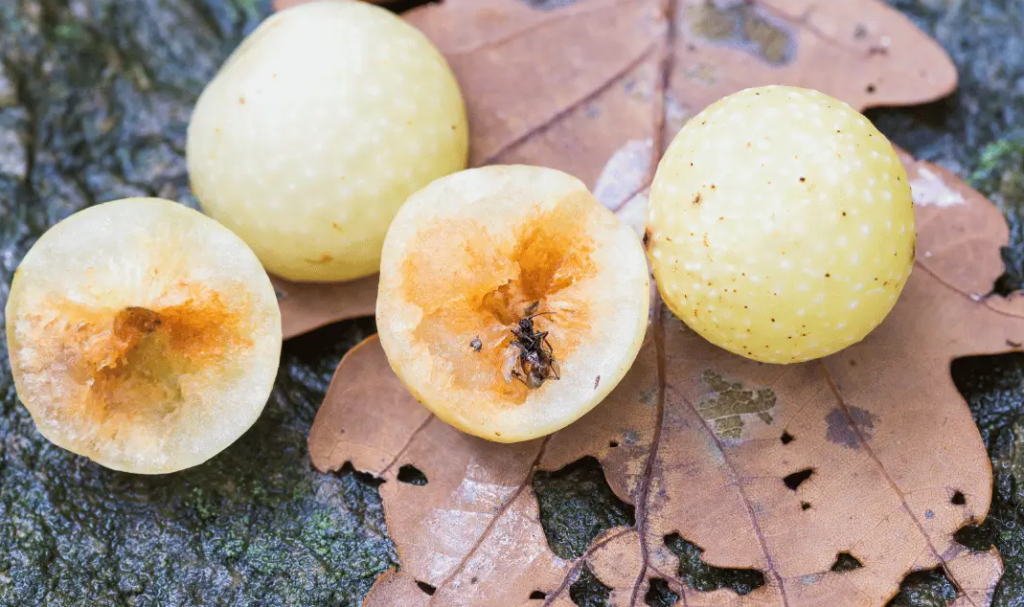 Oak Galls | Strobert Tree Services