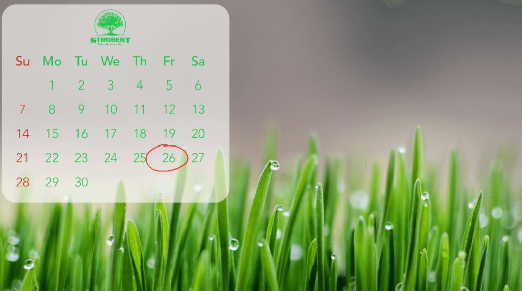 When Does Grass Stop Growing? | Strobert Tree Services When Does Grass Stop Growing? | Strobert Tree Services