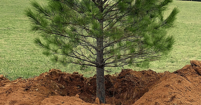 Transplanting Pine Trees | Strobert Tree Services